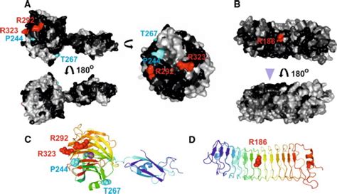 Surface Sequence Conservation Analysis And Mutagenesis Download