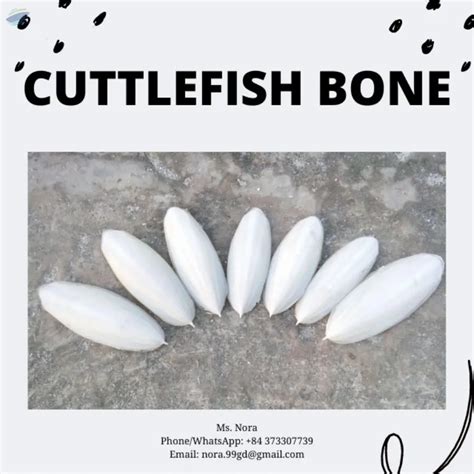 Cuttlefish Bone By 99 Gold Data Processing Trading Company Limited
