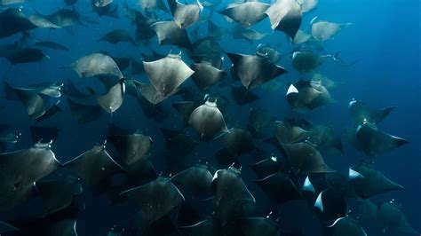 Mobula Ray Ocean Safari William Drumm Photography