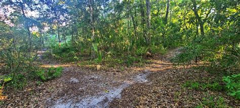 Rye Preserve Outdoors In Florida