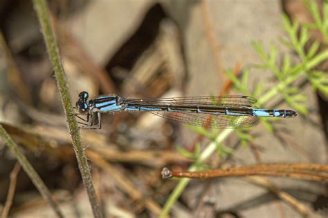 Azure Bluet Damselfly Mike Powell