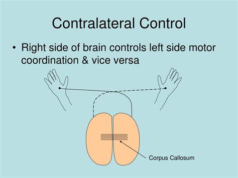 Ppt Motor Functions Of The Spinal Cord Powerpoint Presentation Free