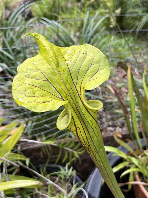 Flava Flav R Carnivorousplants