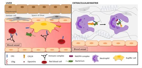 Complement Mediated Phagocytosis In The Clearance Of Microorganisms Download Scientific