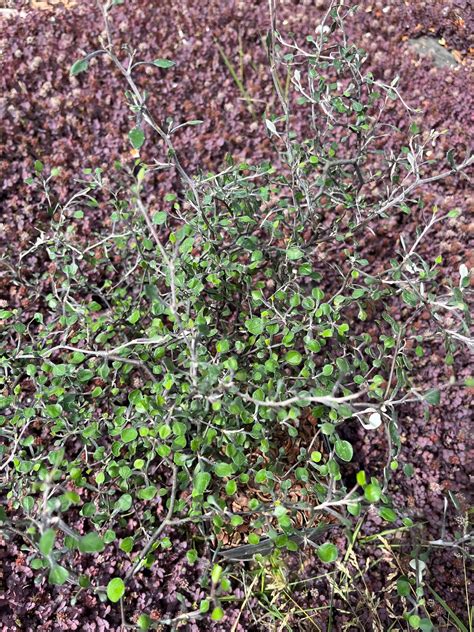 Corokia Cotoneaster Secret Garden Growers