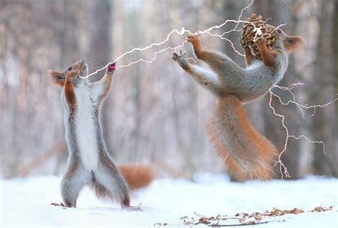 Lighting Squirrels Imgur
