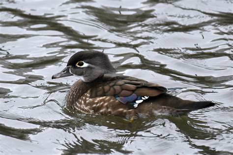 Wood Duck Hen Mel Diotte Flickr