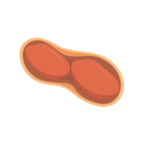 Peanut Vector Wallpaper Free Space For Text Copy Space Background