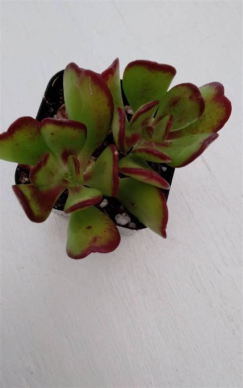 Sedum Dendroideum 2 Inch Succulents Drought Tolerant Easy Maintenance