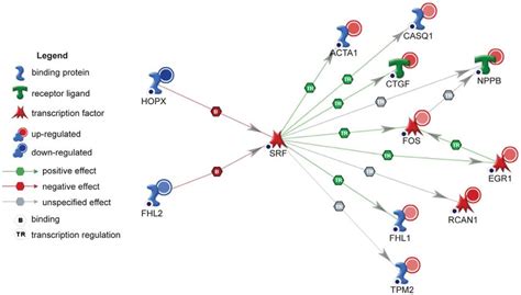 The Serum Response Factor Srf Network Is Affected In Mhc Celfd Mice