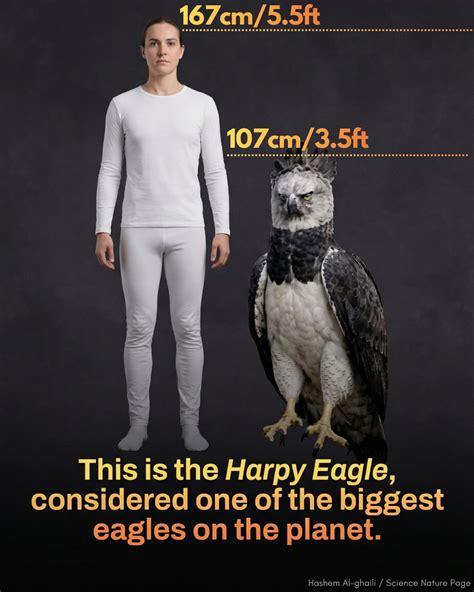 A Human Vs A Harpy Eagle With Talons Hashem Al Ghaili Facebook