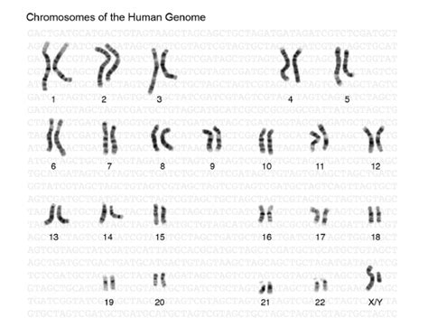 32 Introduction To Genetics Social Sci Libretexts