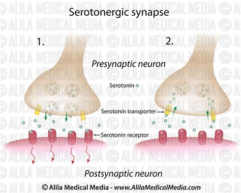 Alila Medical Media Serotonergic Synapse Medical Illustration