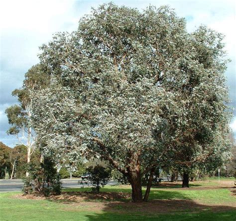 Eucalyptus Cinerea Argyle Apple Versatile Feature Tree Nursery Warehouse Nursery