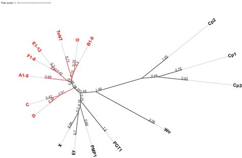 Advances In Clostridial And Related Neurotoxins