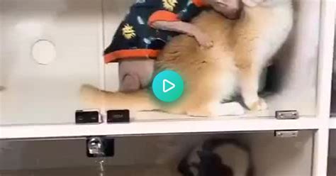 Cat Without Fur Album On Imgur