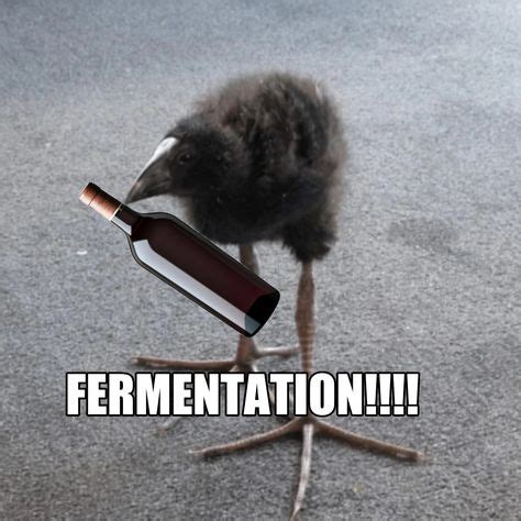 One Legged Bird Memes