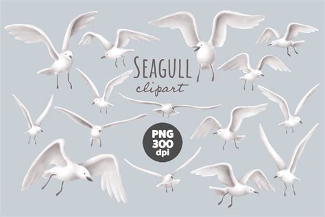 Seagull Clipart Image