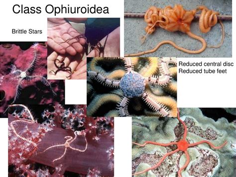 Ppt Phylum Echinodermata Powerpoint Presentation Free Download Id