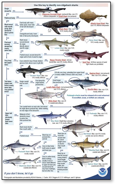 Species Of Sharks
