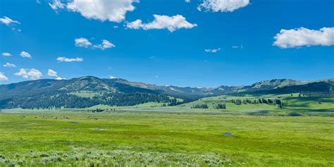 A Guide To Lamar Valley Wildlife Viewing