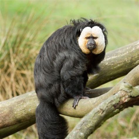 White Faced Saki Pithecia Pithecia Or Also Known As Golden Face Saki