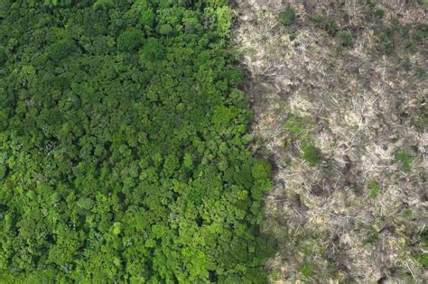 Eu Members Call For Revision Of Anti Deforestation Law The Straits Times