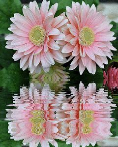 Flower In Animated S