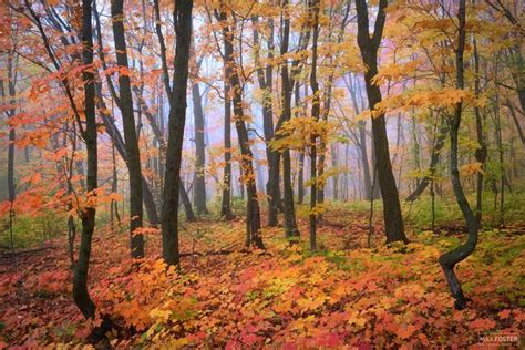 Incredible Tree Photography Forest Nature Gallery Max Foster
