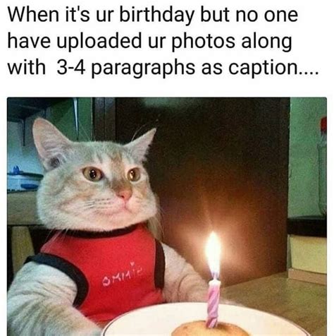 Happy Bday Cat Memes Happy Birthday Cat  Pippit