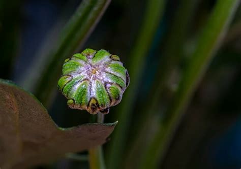 Premium Photo Spring Bud