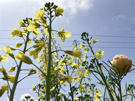 トップページ Tanuroom別館