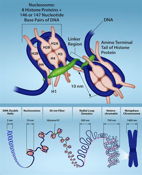 82 Cell Division Biology Libretexts