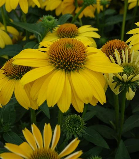 Echinacea X Sombrero® Lemon Yellow Improved Lemon Yellow Improved Cone