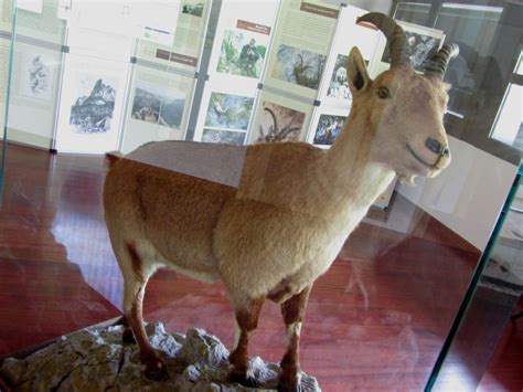 Pyrenean Ibex Celia