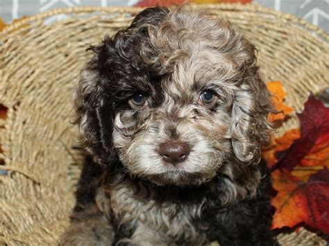Cockapoo Puppy Choc Merle Id8619 Located At Petland Rome Georgia