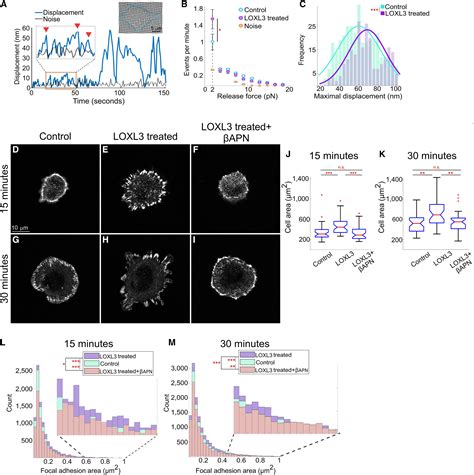 Initiation Of Fibronectin Fibrillogenesis Is An Enzyme Dependent