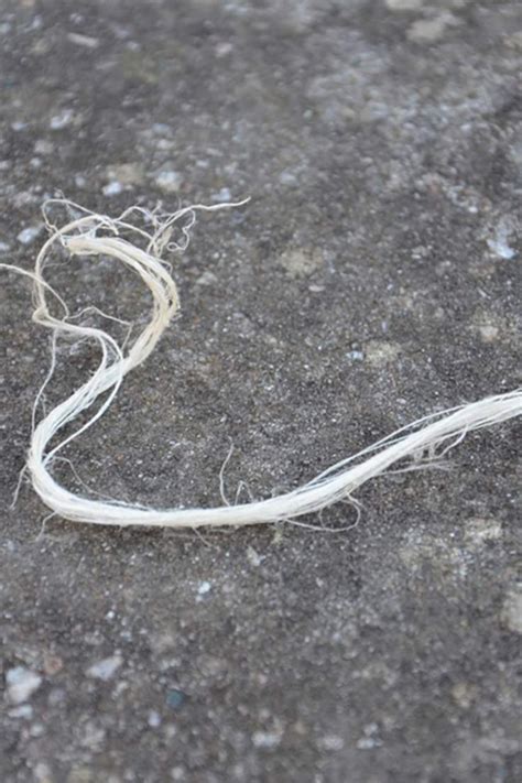 How To Process And Use Animal Sinew