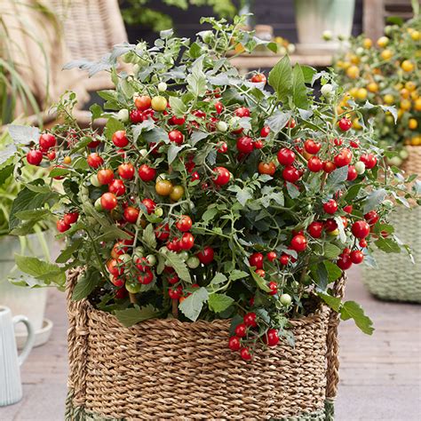 Tomato Tiny Temptations™ Red Hybrid Hybrid Cherry Tomato Seeds