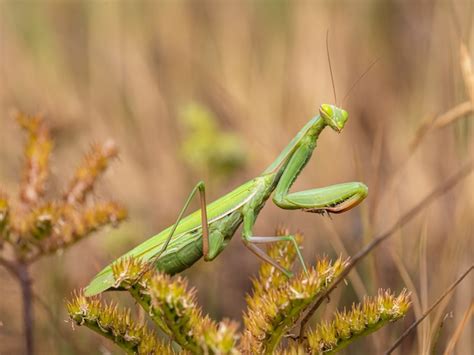 Premium Photo Green Praying Mantis In The Bush