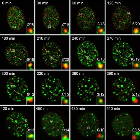 Dynamics Of Centromere Replication In Living Cells C2c12 Mouse