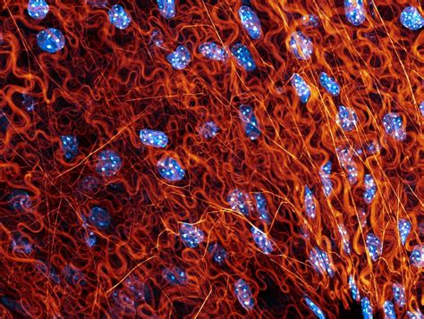 Innovative Microscopy Tool Provides A New Way To See What Lies Between