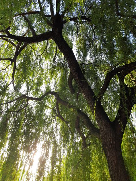 Cuteforestelf🌿☘️🌱🌻 Cuteforestelf Twitter