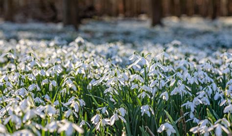 Wallpapers Snowdrop