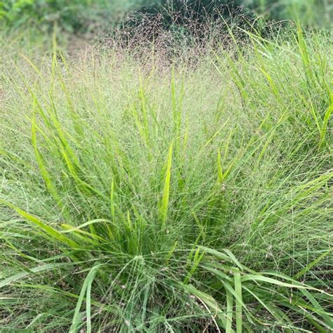 Eragrostis Spectabilis Purple Love Grass Unity Grown Unity Church