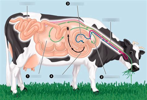 Cow Stomach Diagram Quizlet
