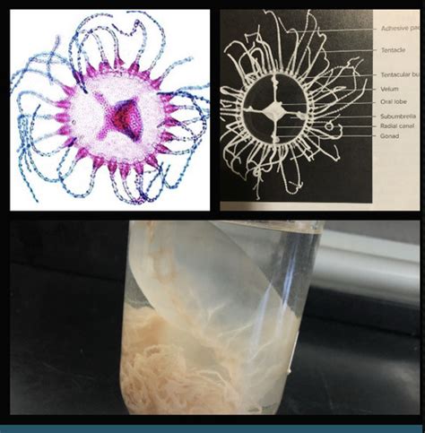 Phylum Cnidaria Flashcards Quizlet