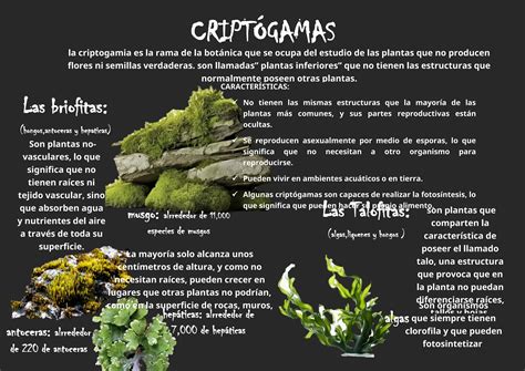 Infografia ClasificaciÓn De Las Plantas Docx