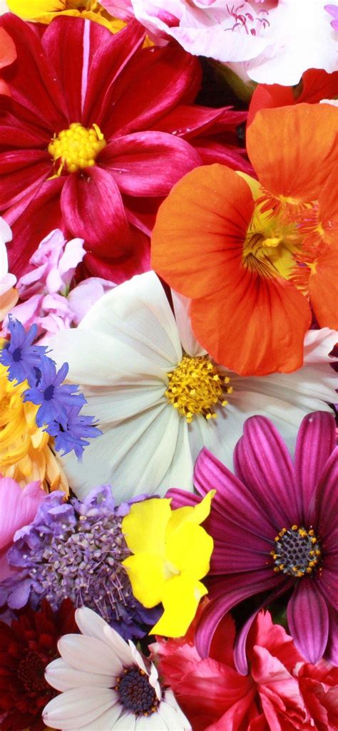 Colorful Floral Iphone Wallpapers Top Free Colorful Floral Iphone
