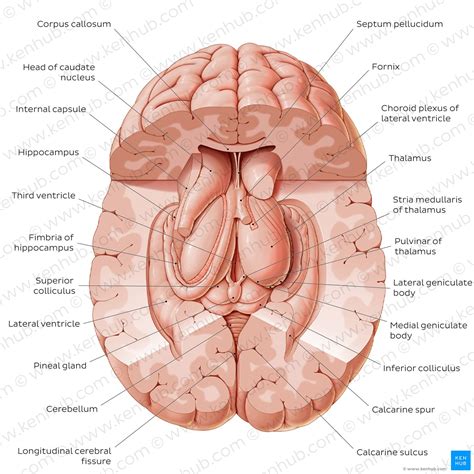 Thalamus Anatomy Nuclei Function Kenhub